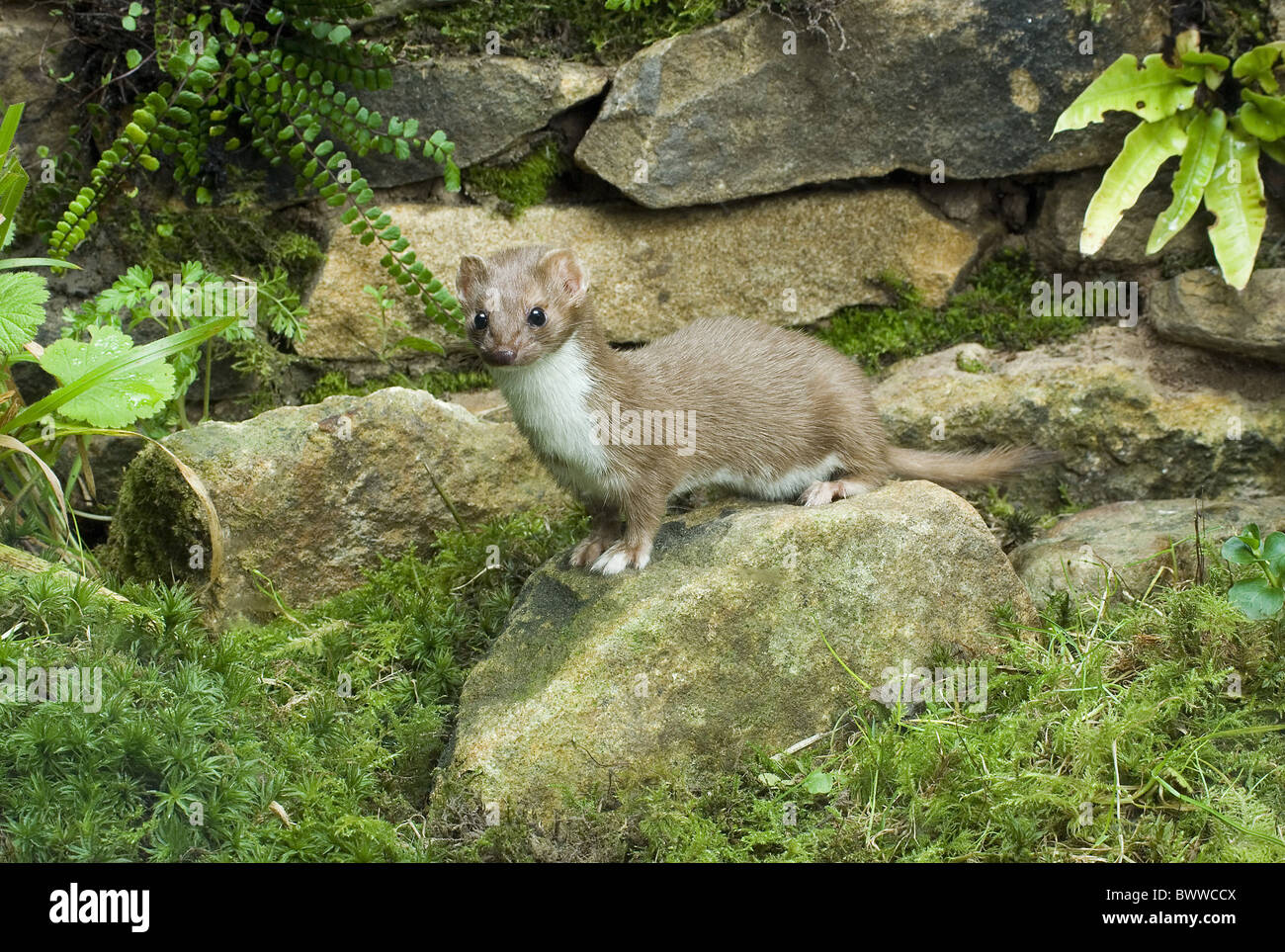 weasel weasels mustelid mustelids carnivore carnivores mammal mammals ...