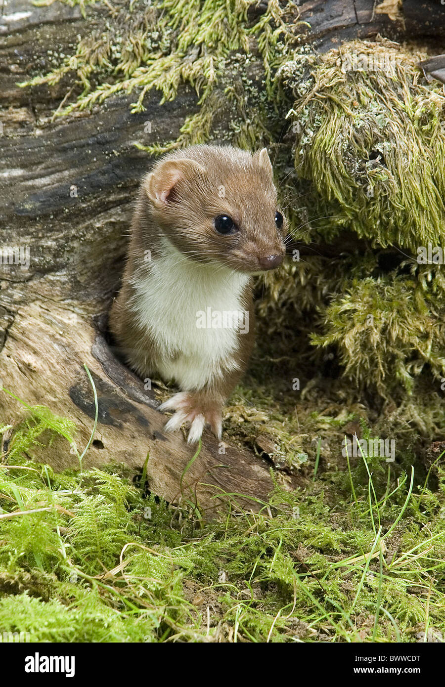 weasel weasels mustelid mustelids carnivore carnivores mammal mammals ...