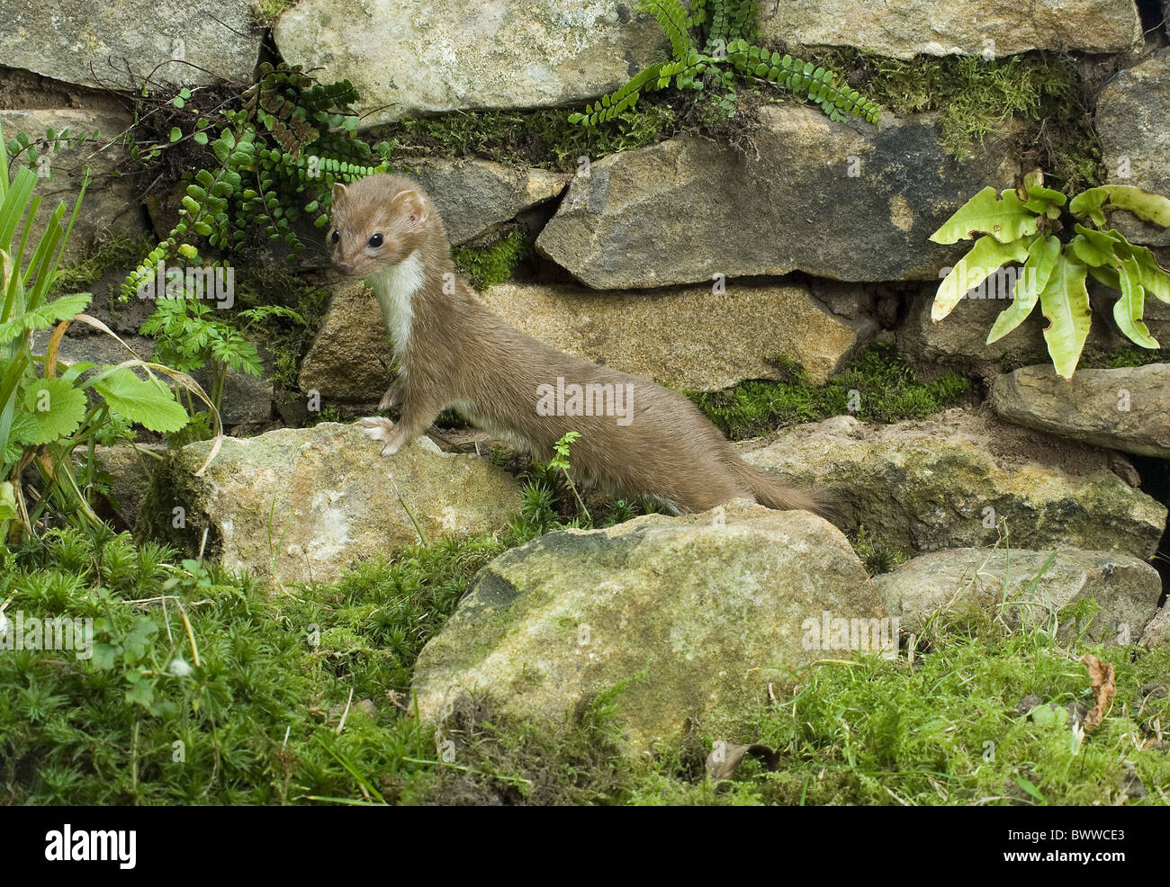 weasel weasels mustelid mustelids carnivore carnivores mammal mammals ...