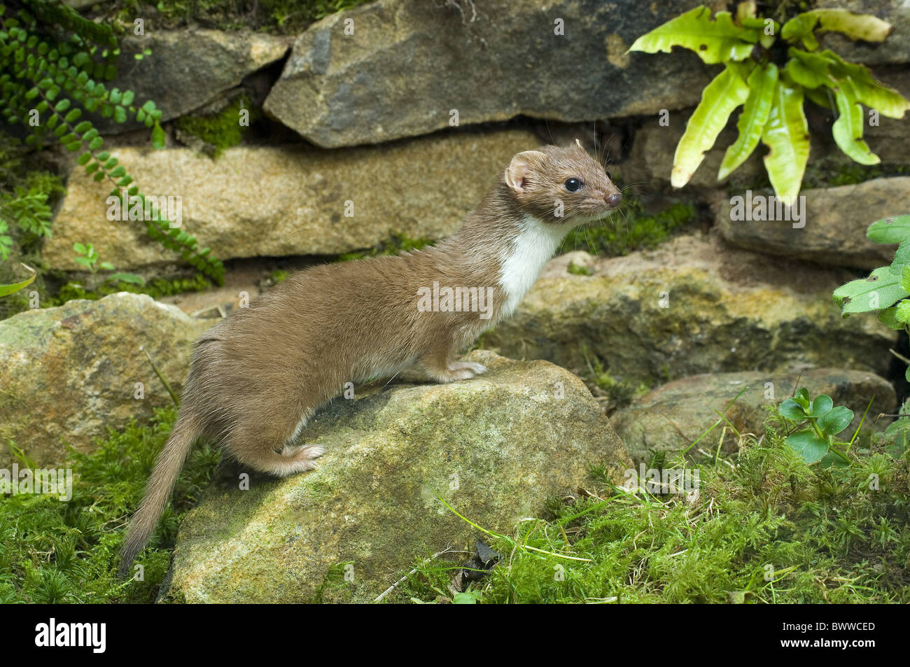 weasel weasels mustelid mustelids carnivore carnivores mammal mammals ...