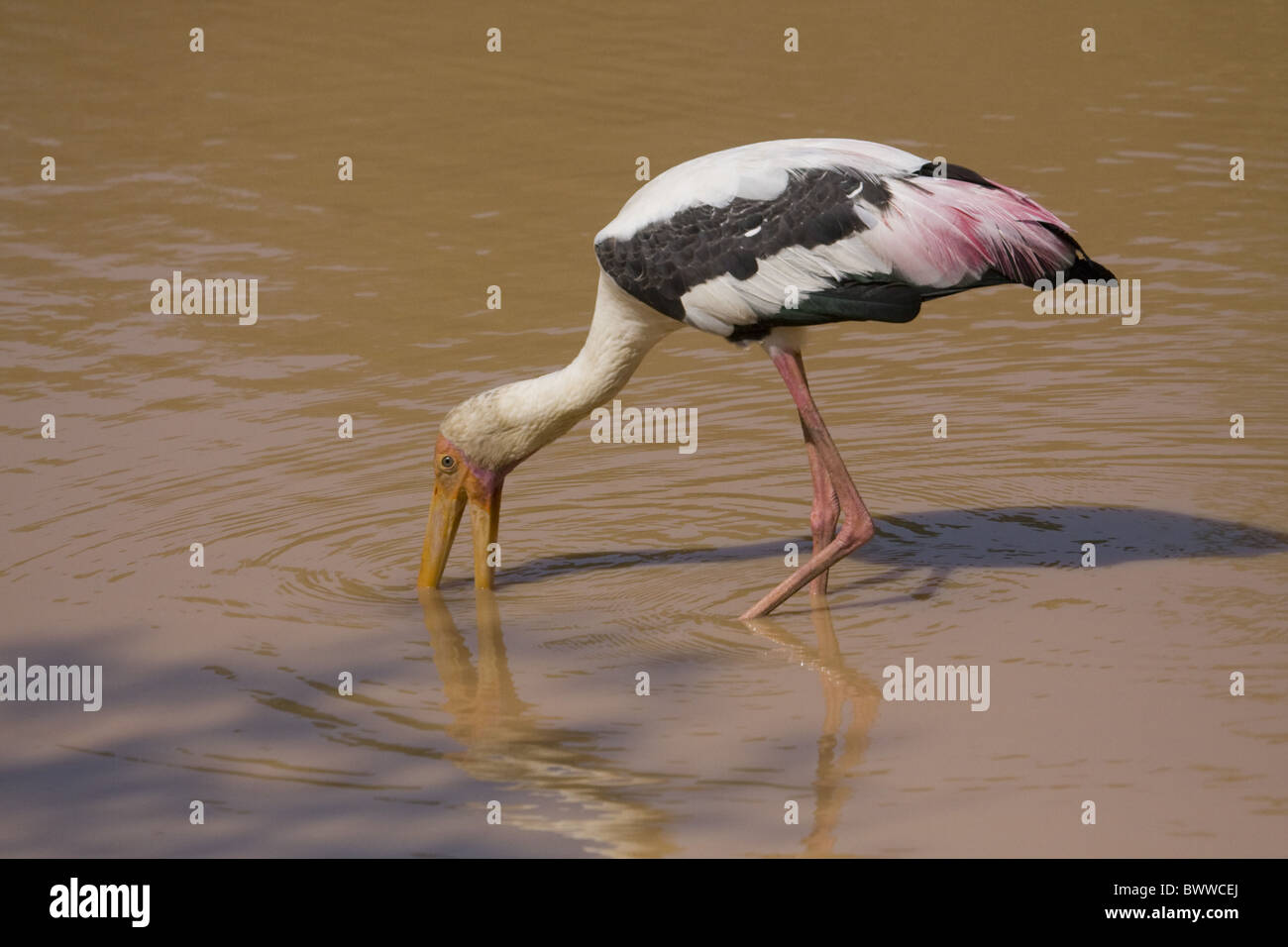 Painted Stork probing for food Stock Photo - Alamy