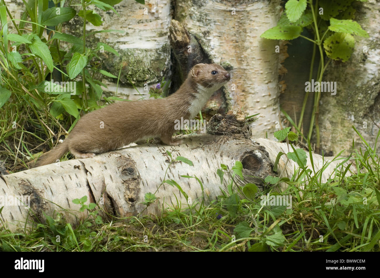 weasel weasels mustelid mustelids carnivore carnivores mammal mammals ...