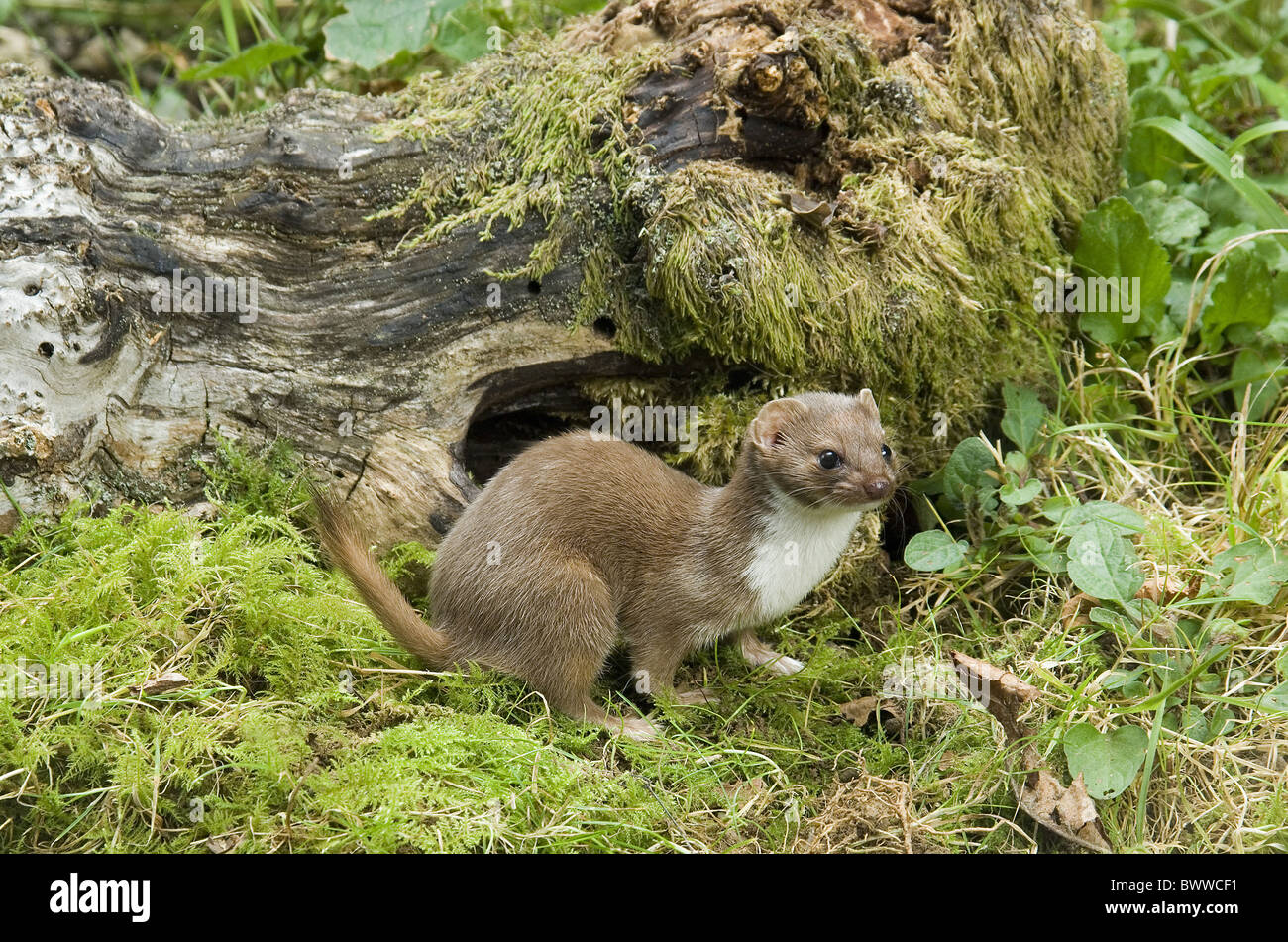 weasel weasels mustelid mustelids carnivore carnivores mammal mammals ...