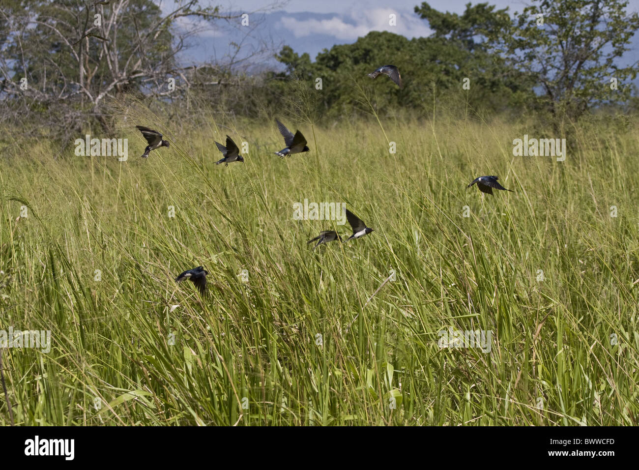 flock of swallows catching insect over tall grass Stock Photo - Alamy