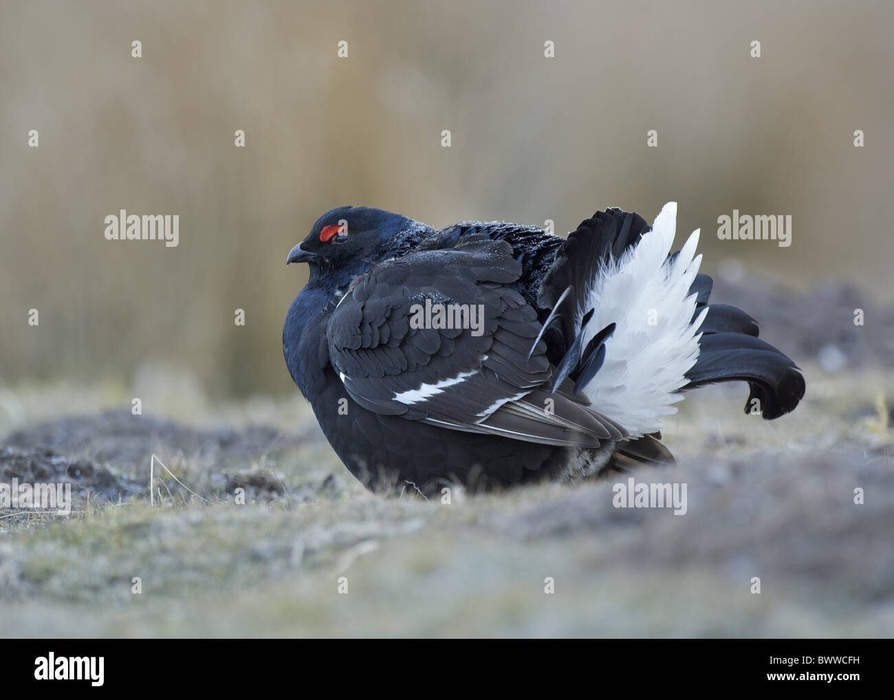 Black Grouse (Tetrao tetrix) adult male, with wet feathers, displaying ...