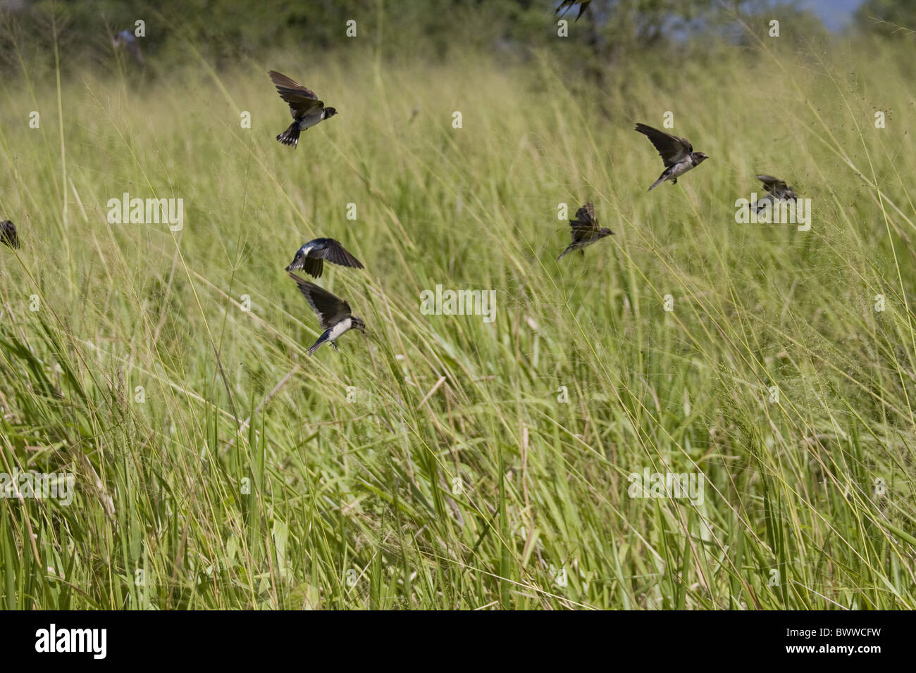 flock of swallows catching insect over tall grass Stock Photo - Alamy