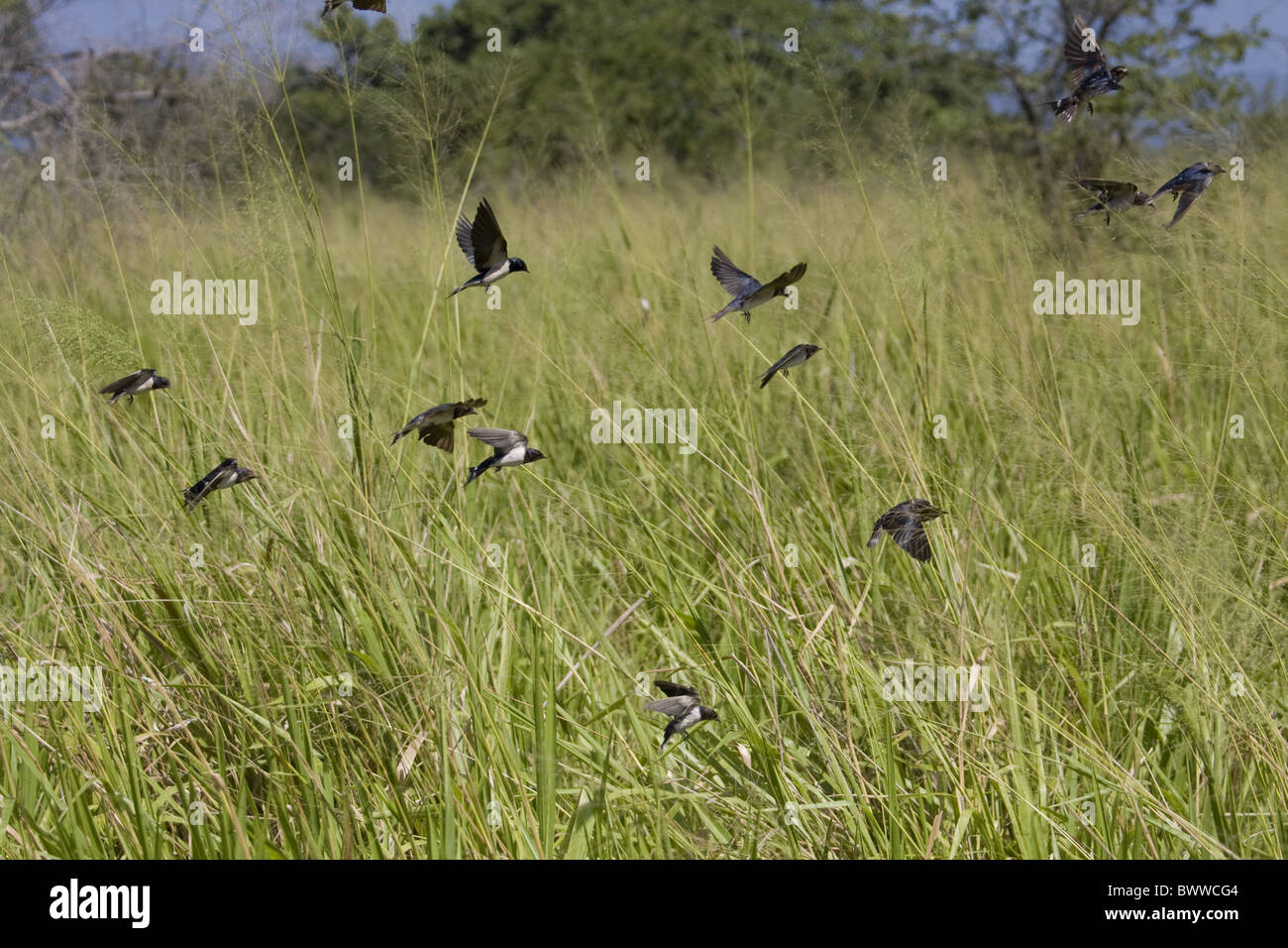 Insect catching hi-res stock photography and images - Alamy