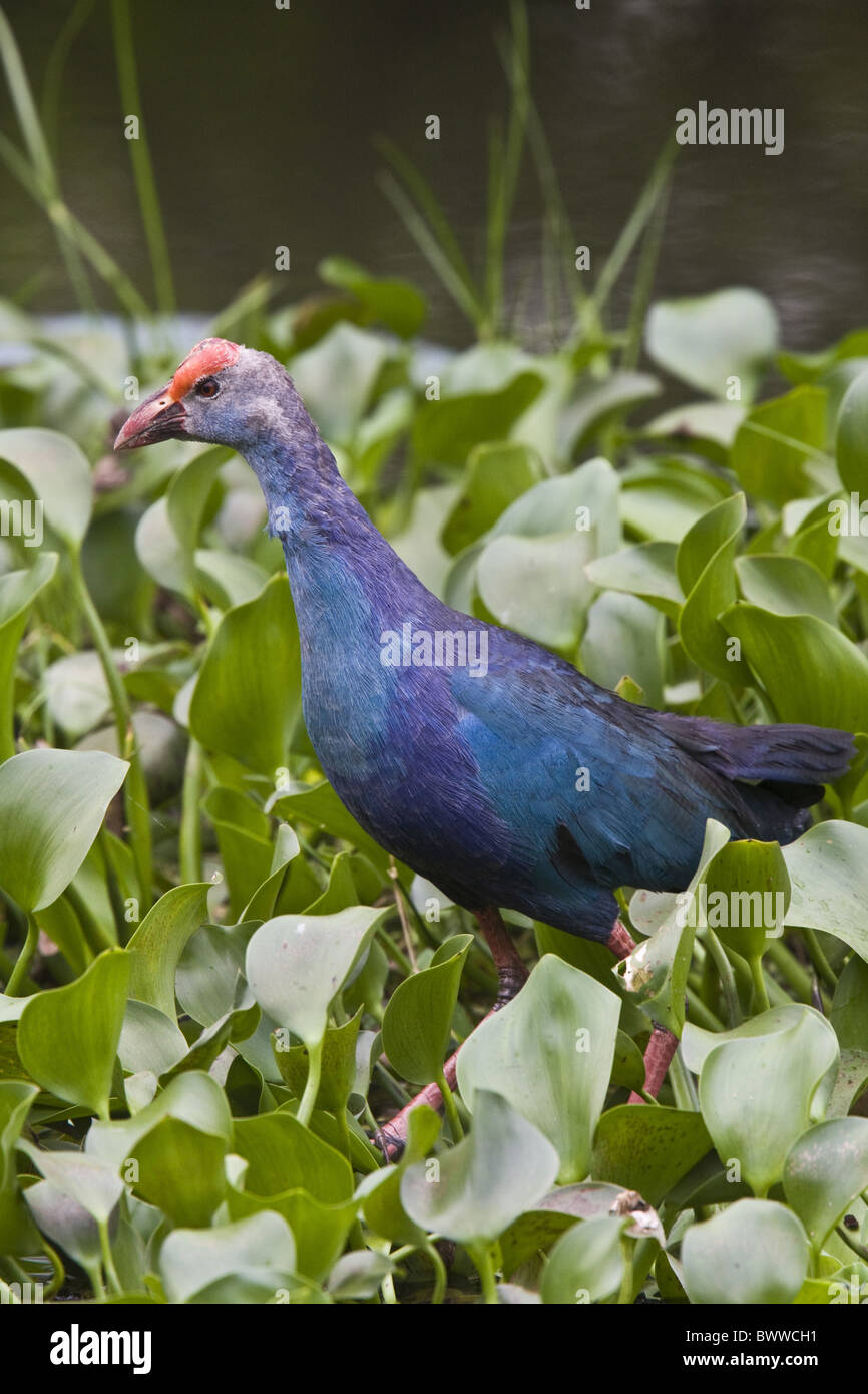 Purple swamphen sri lanka hi-res stock photography and images - Alamy