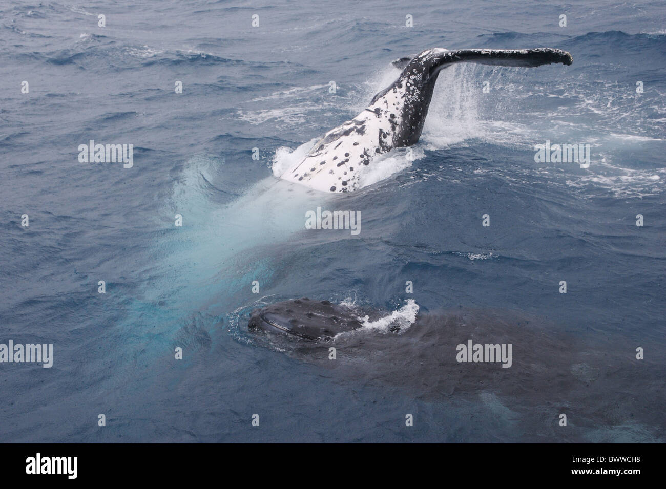 Humpback Whale Megaptera novaeangliae adult pair Stock Photo - Alamy