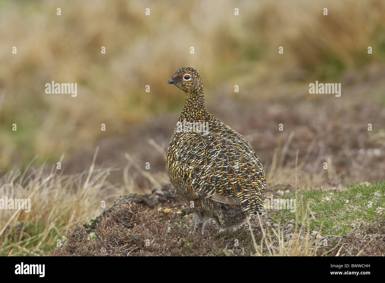 Red Grouse (Lagopus lagopus scoticus) adult female, standing on ...