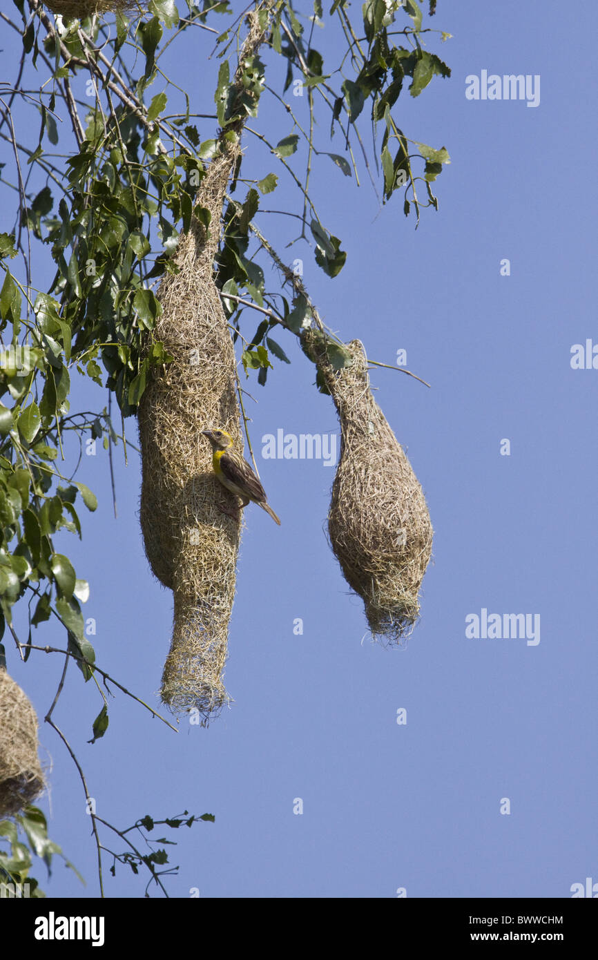 Colonial nesting baya weaver bird hi-res stock photography and images - Alamy