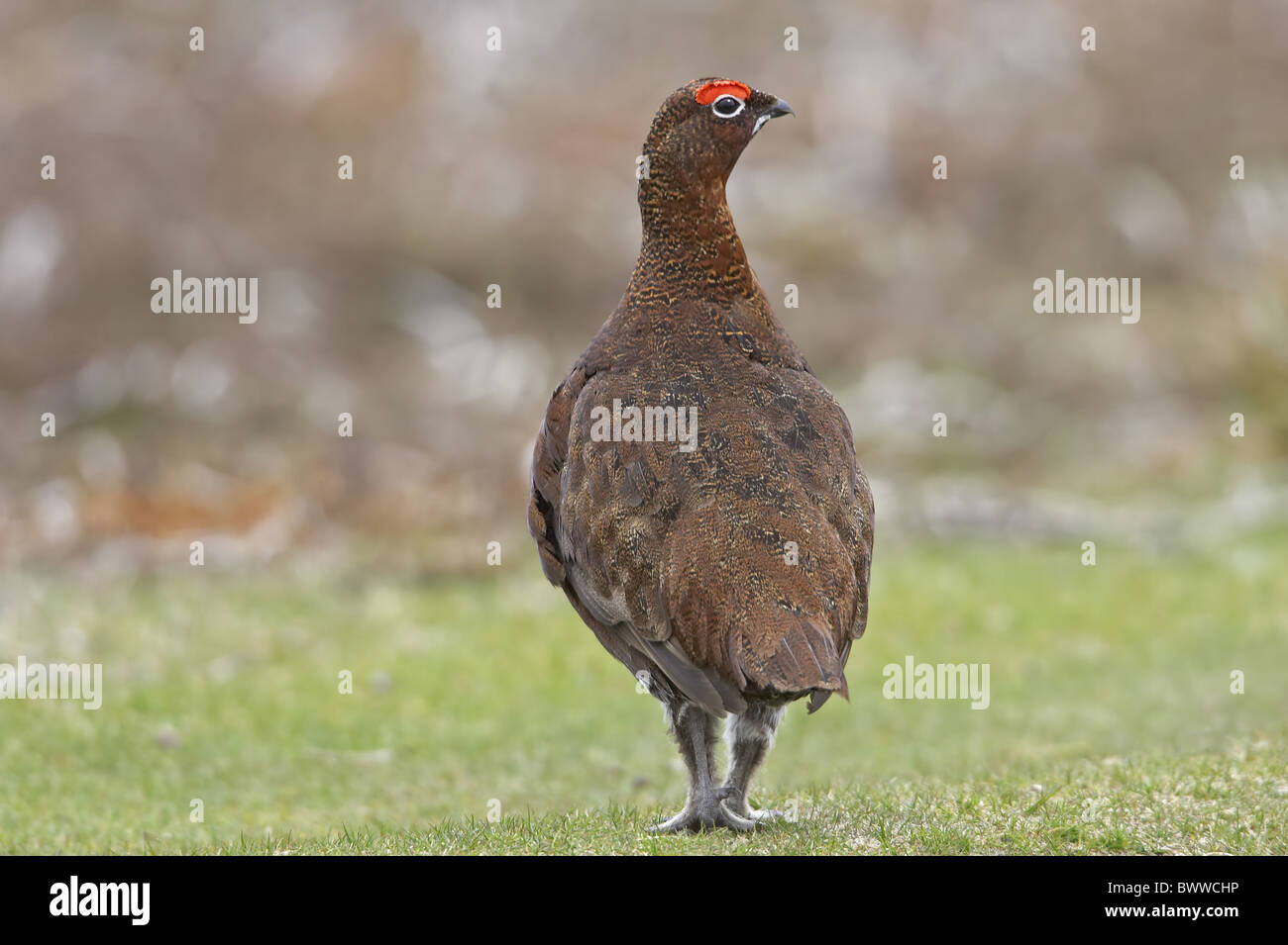 Red Grouse (Lagopus lagopus scoticus) adult male, walking on open ...