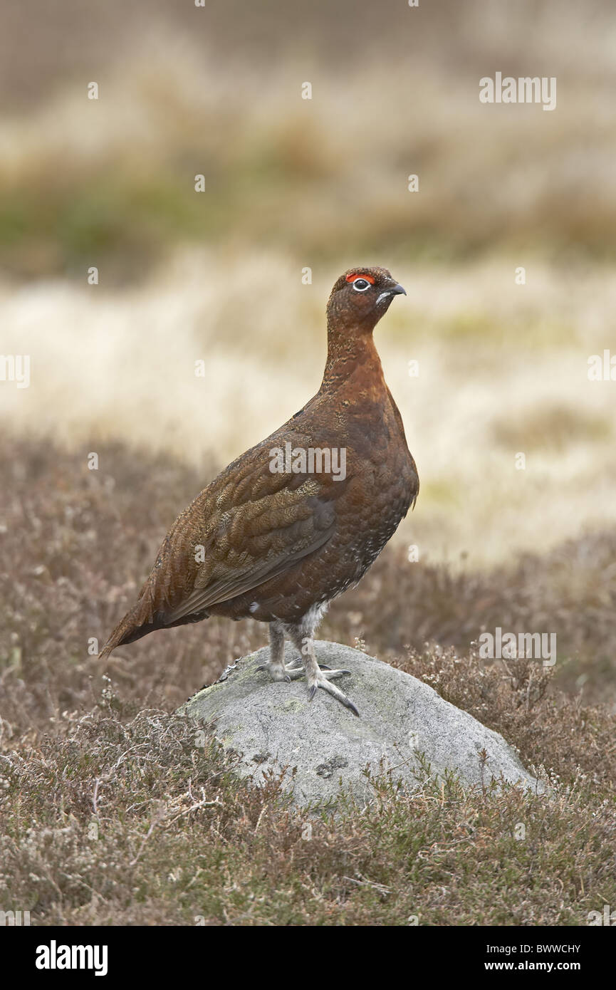 Adult birds have red feet hi-res stock photography and images - Alamy
