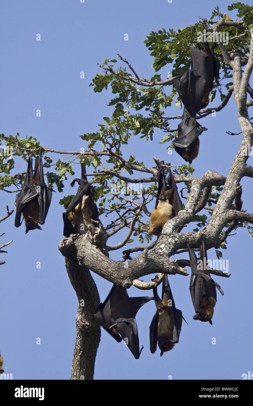 Roosting Indian flying fox Stock Photo - Alamy