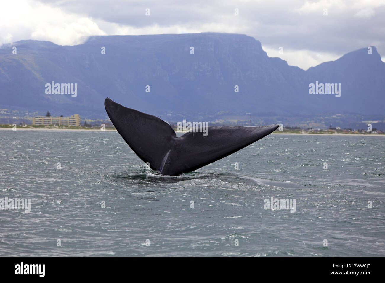 Fluke whale whales cetacean cetaceans mammal mammals animal animals ...
