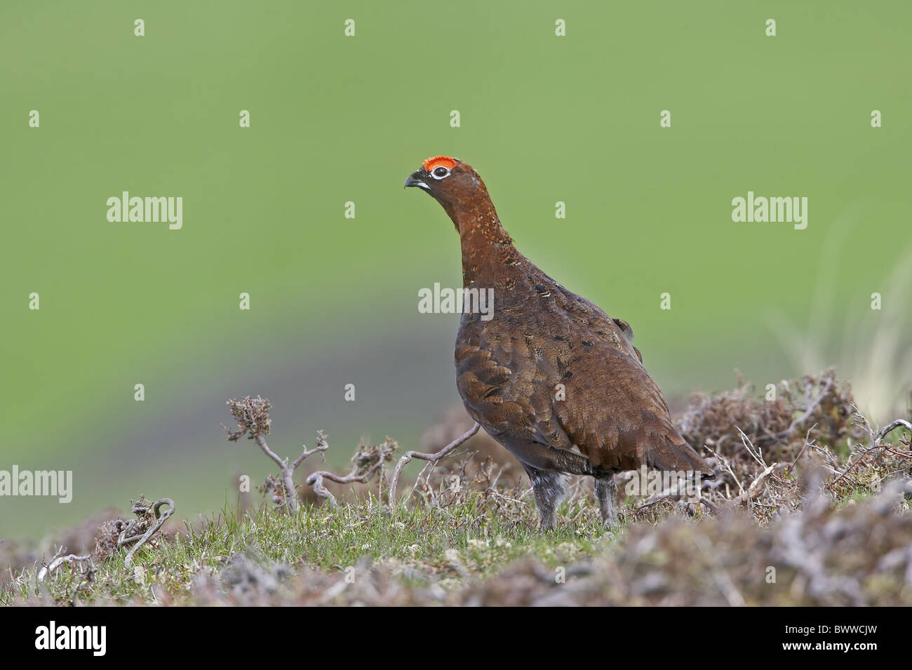 Red Grouse (Lagopus lagopus scoticus) adult male, standing on moorland ...
