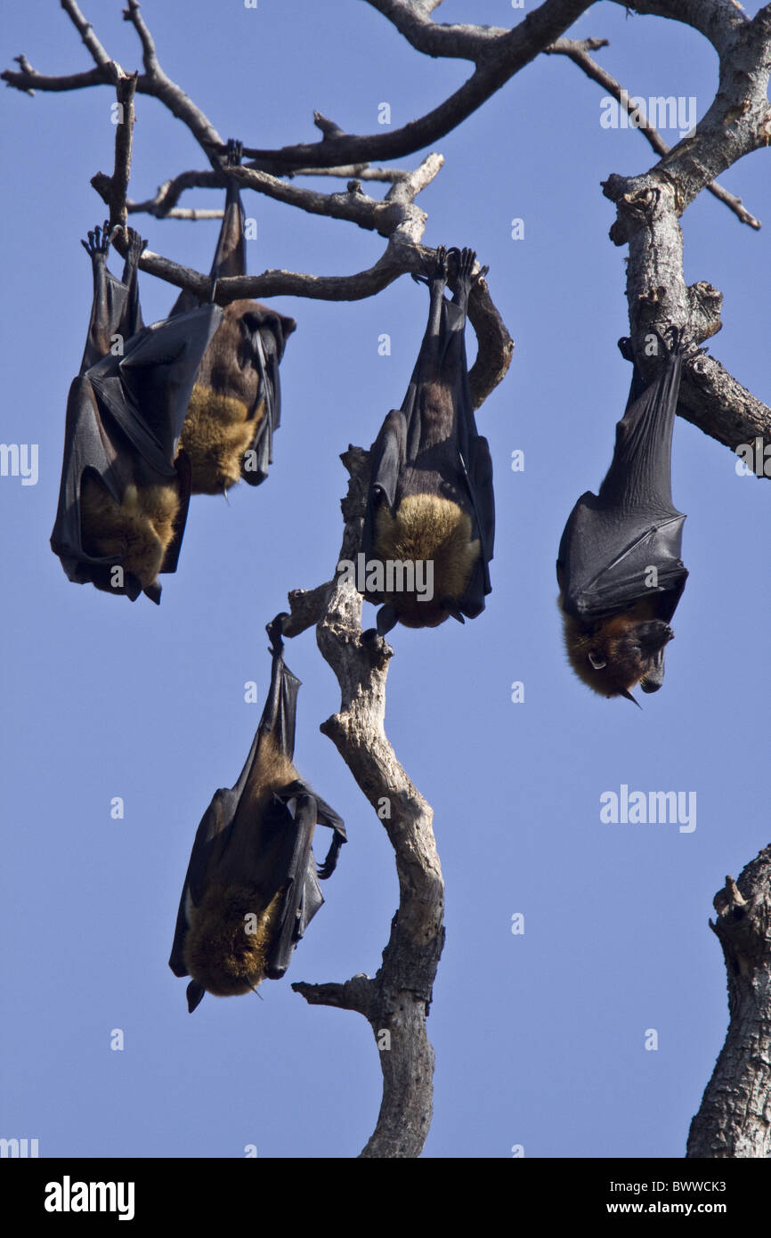 roosting Indian flying fox Stock Photo - Alamy