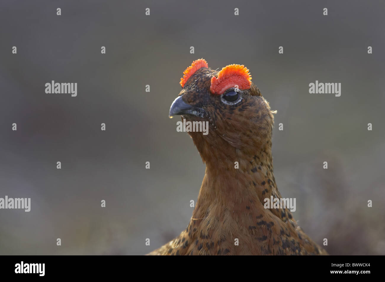 Red Grouse (Lagopus lagopus scoticus) adult male, close-up of head, on ...