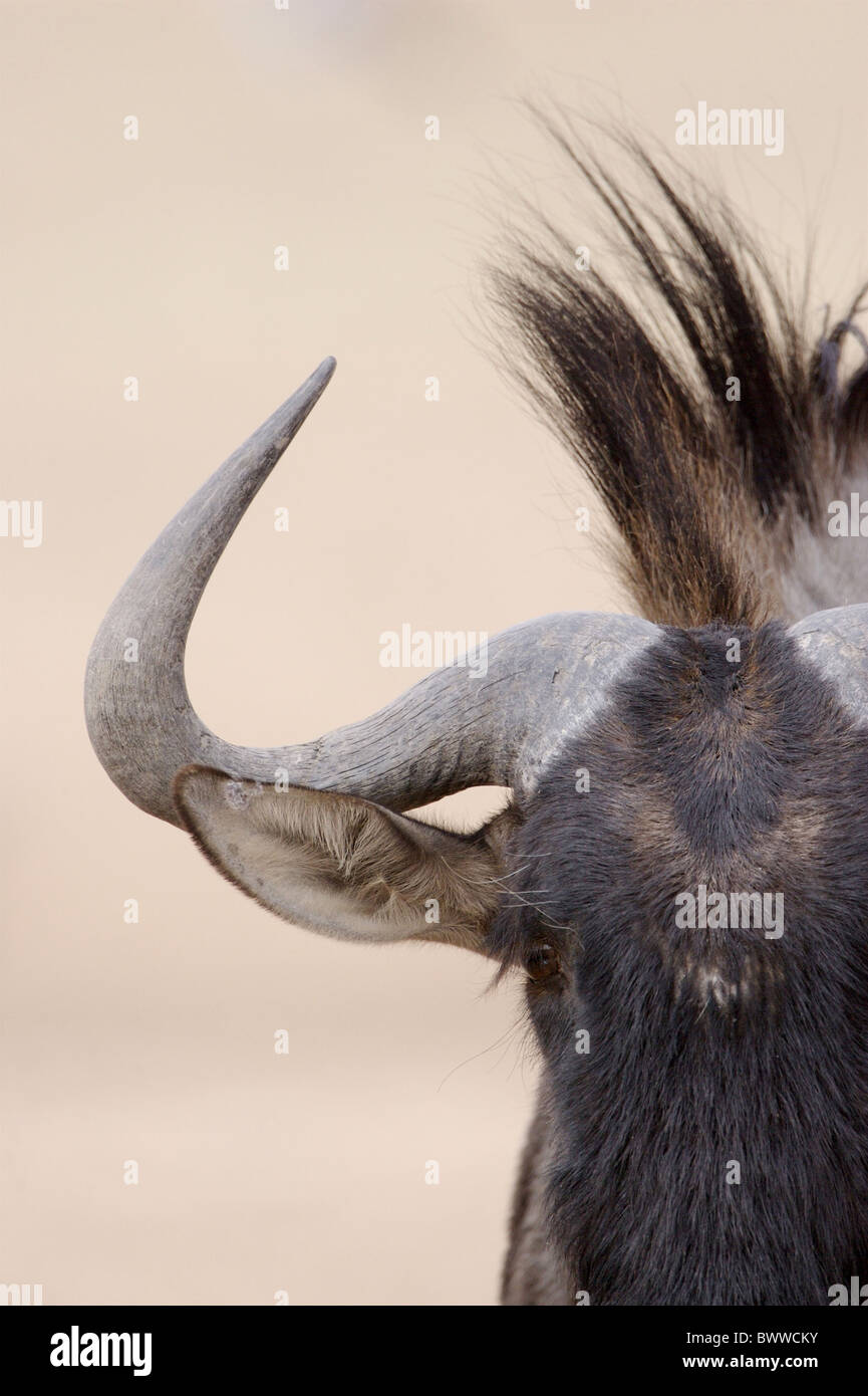 wildebeest wildebeests africa african bovid bovids bovidae "blue ...