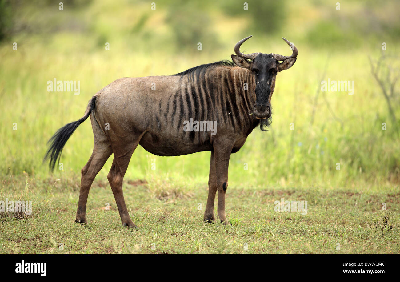 wildebeest wildebeests africa african bovid bovids bovidae "blue ...