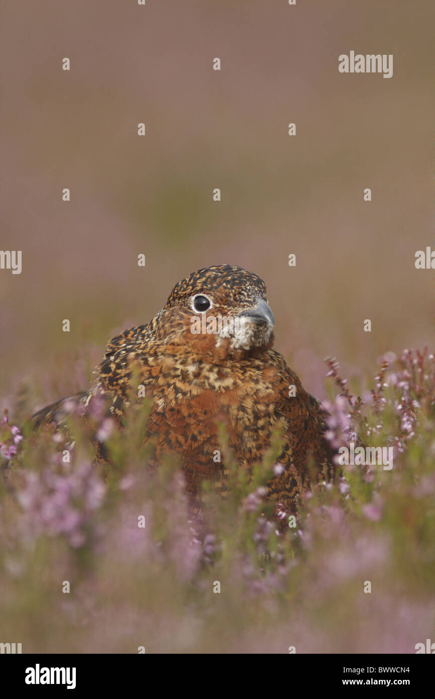 Red Grouse (Lagopus lagopus scoticus) adult female, amongst flowering ...