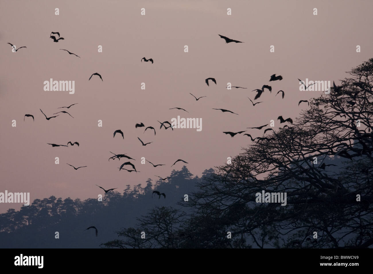 Indian Flying Fox Bat leaving roost Sri Lanka Stock Photo - Alamy