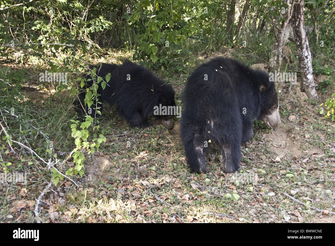 Sloth Bear With Cub - Yala National Park Sri Lanka Stock Photo - Alamy
