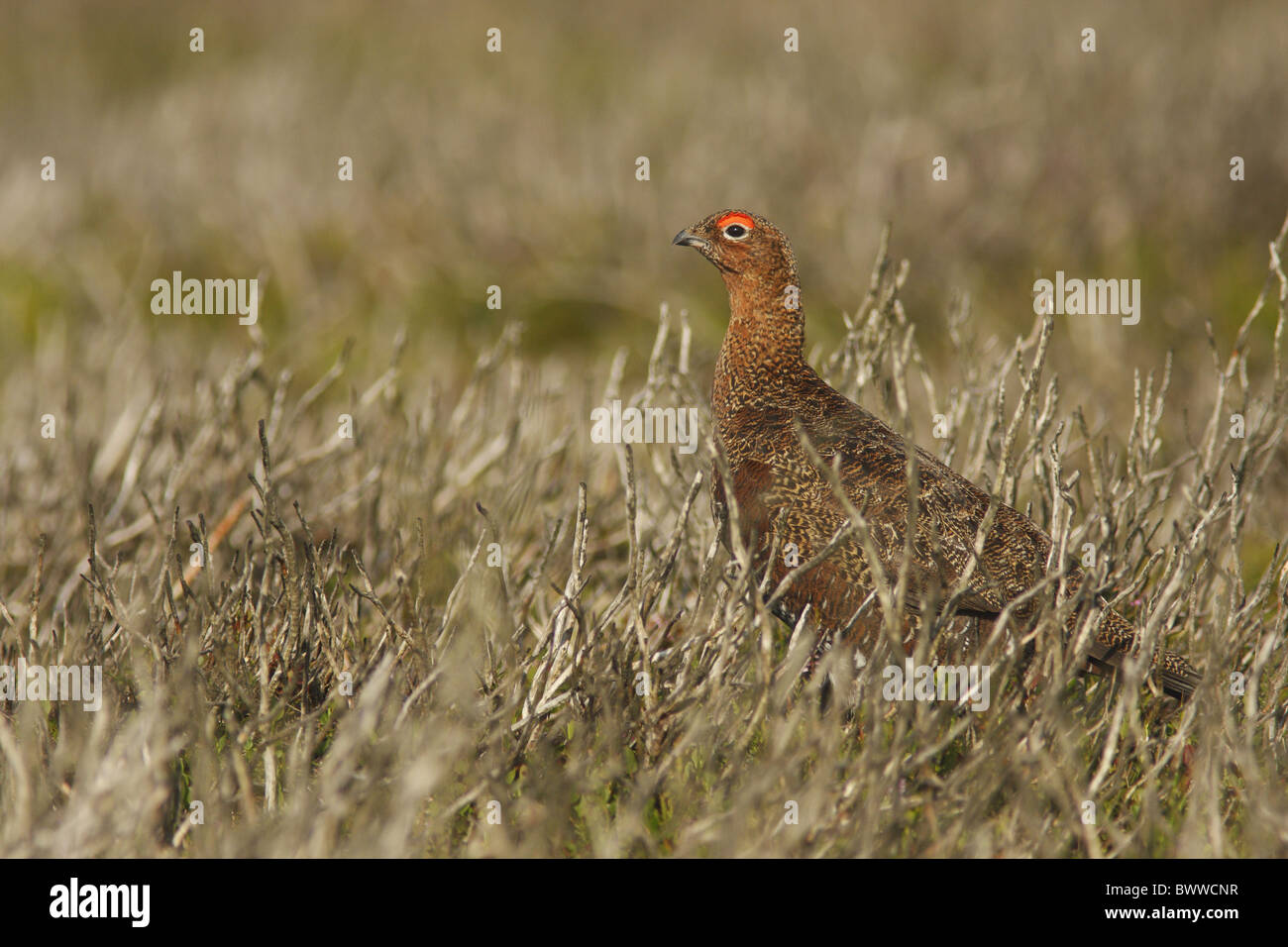 Red Grouse lagopus scoticus Stock Photo - Alamy