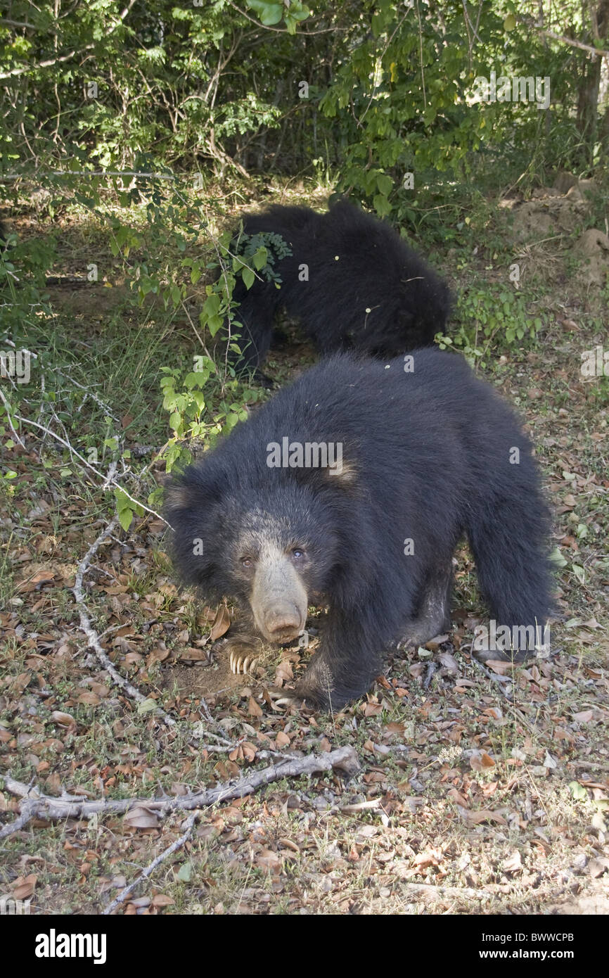 female sloth bear with cub Yala National Park Sri Stock Photo - Alamy