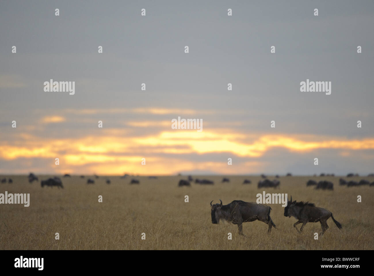 kenya masai mara migration nature wildlife wildebeest wildebeests ...