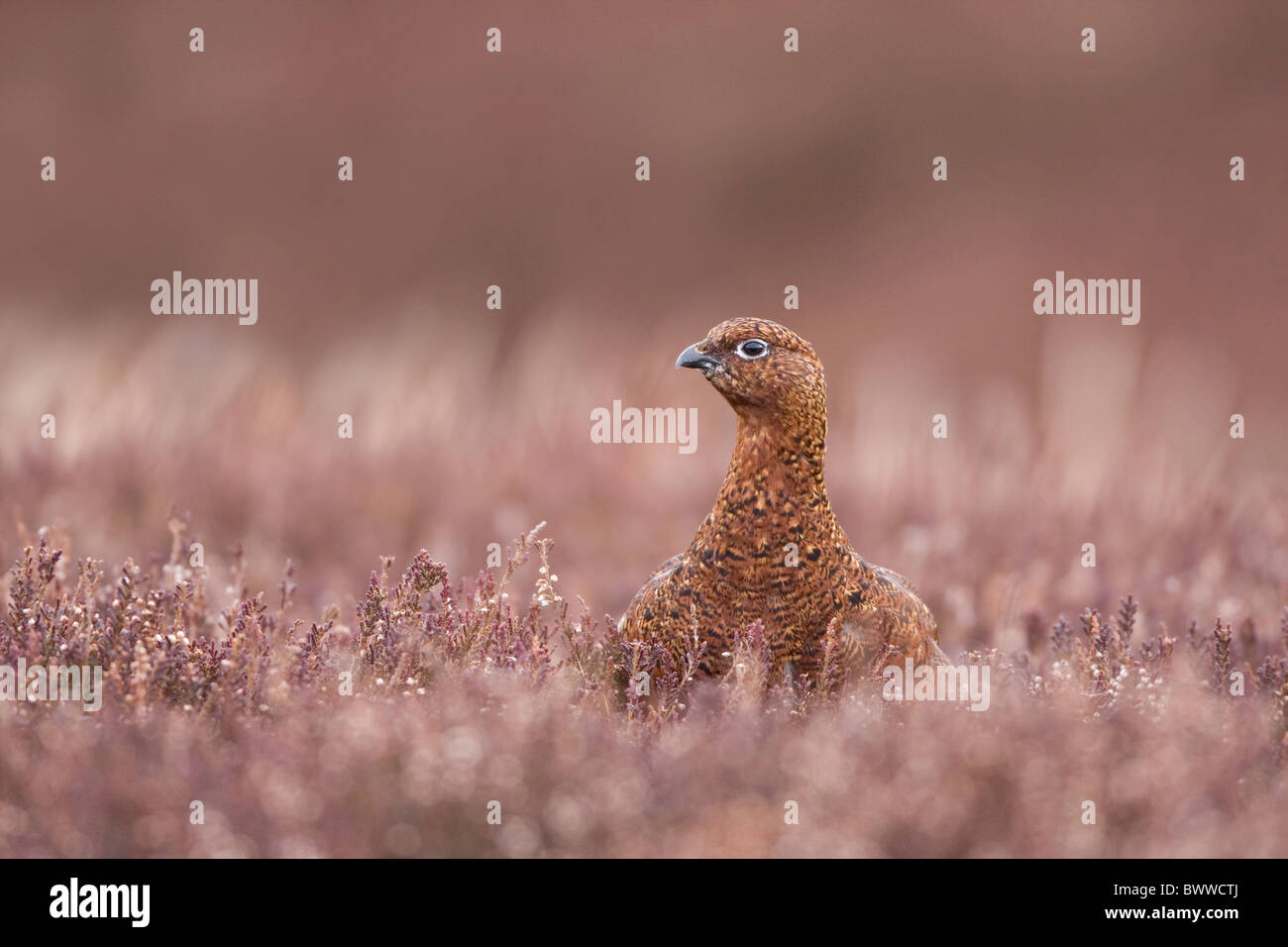 Red Grouse (Lagopus lagopus scoticus) adult female, standing amongst ...