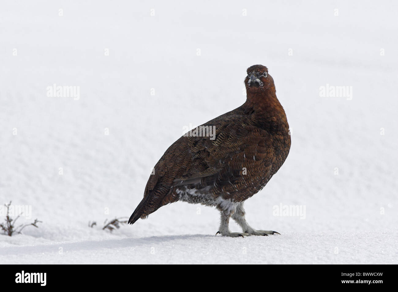 Red Grouse (Lagopus lagopus scoticus) adult male, standing on snow ...