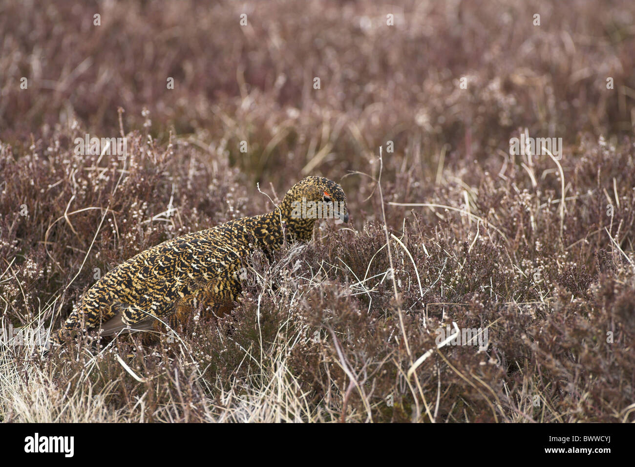 Red Grouse (Lagopus lagopus scoticus) adult female, feeding on heather ...