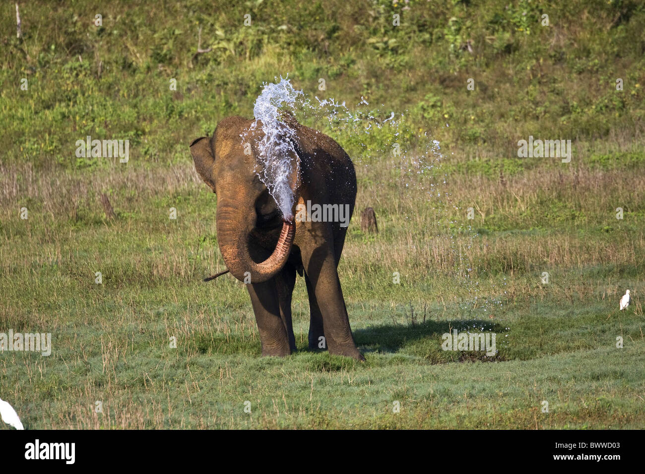 Elephant water trunk blowing hi-res stock photography and images - Alamy