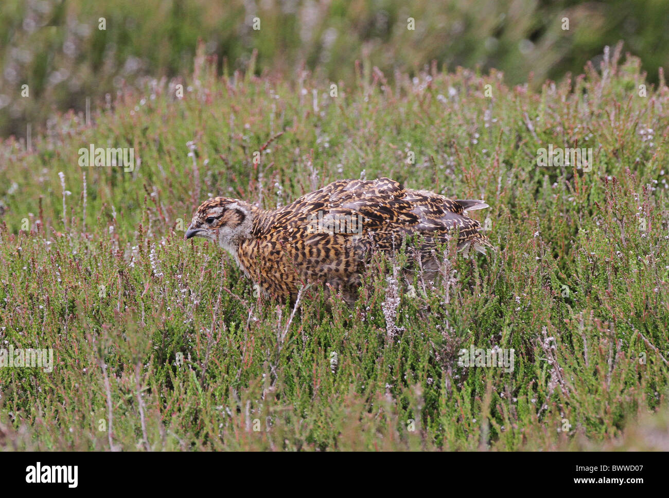 Young red grouse hi-res stock photography and images - Alamy