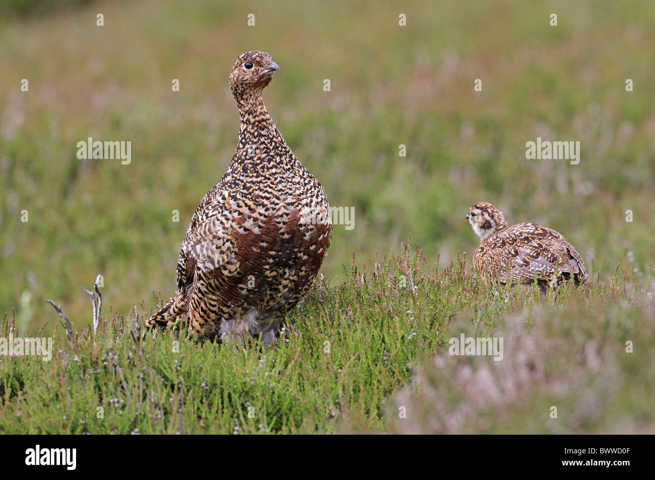 Female red grouse with chick hi-res stock photography and images - Alamy