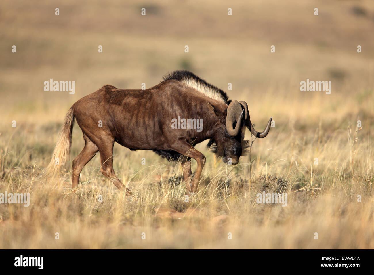 wildebeest wildebeests africa african bovid bovids bovidae ruminant ...