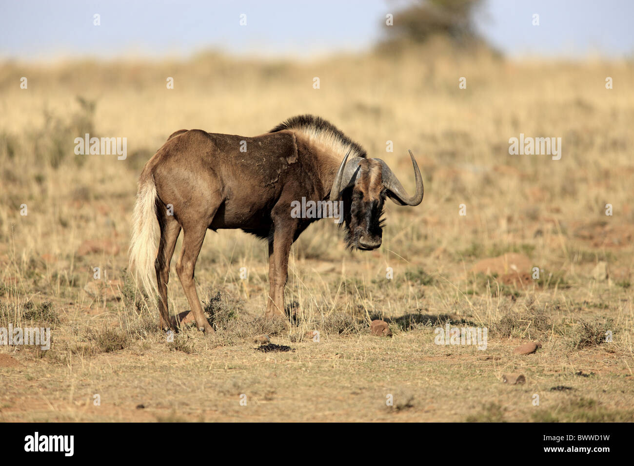wildebeest wildebeests africa african bovid bovids bovidae ruminant ...