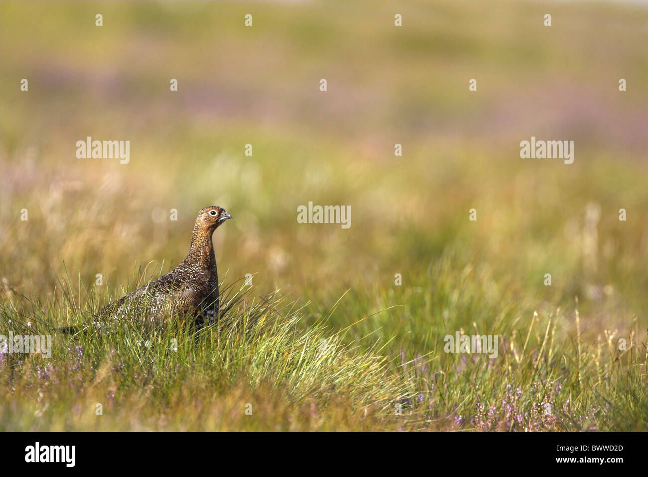 Red Grouse lagopus scoticus Stock Photo - Alamy