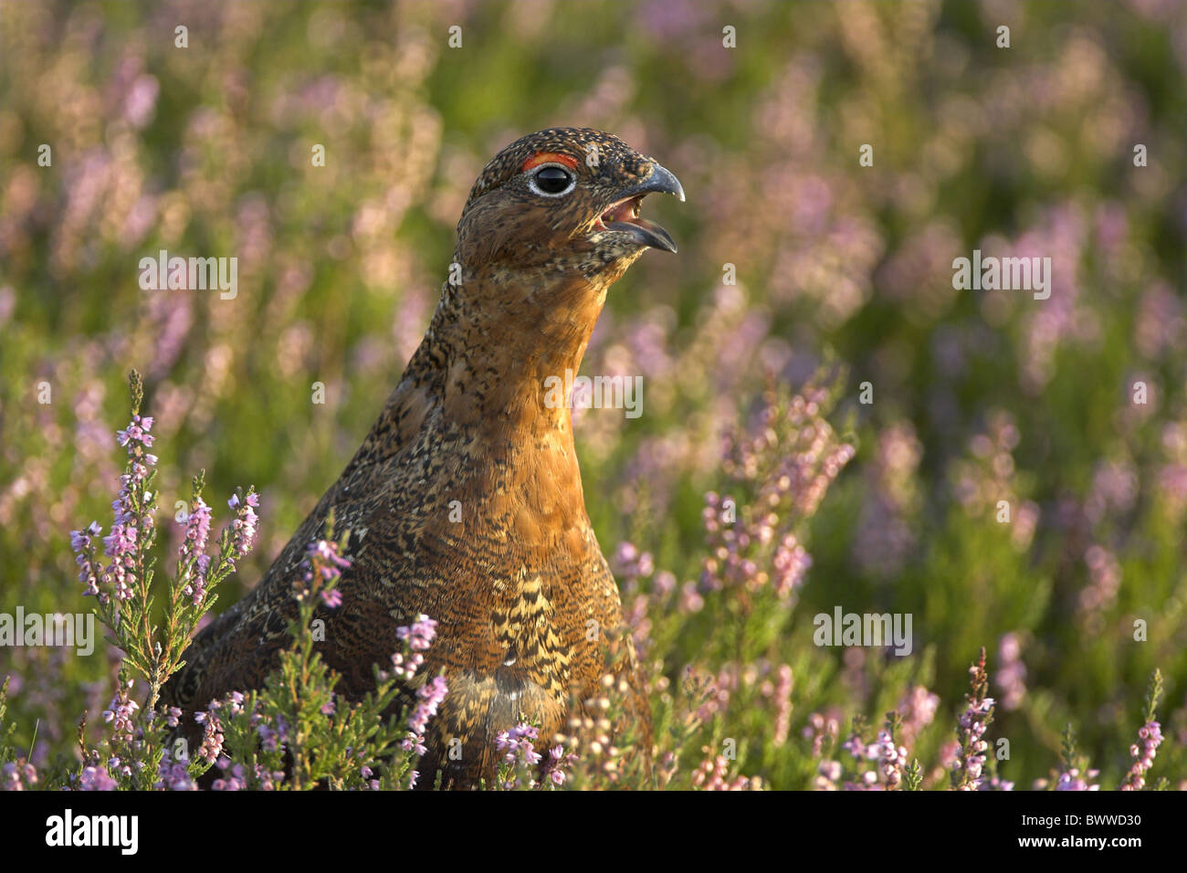 Red Grouse (Lagopus lagopus scoticus) adult male, head amongst ...