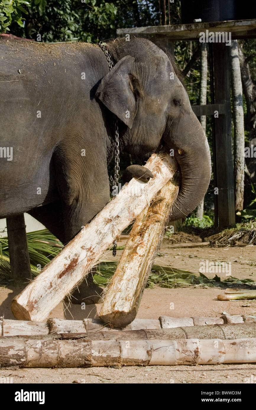 working elephant - Sri Lanka Stock Photo - Alamy