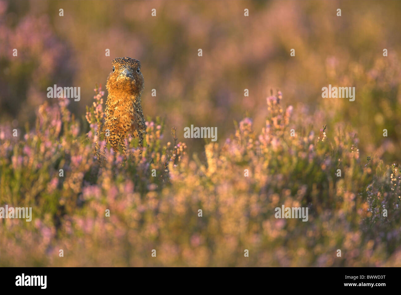 Red Grouse (Lagopus lagopus scoticus) adult male, head amongst ...