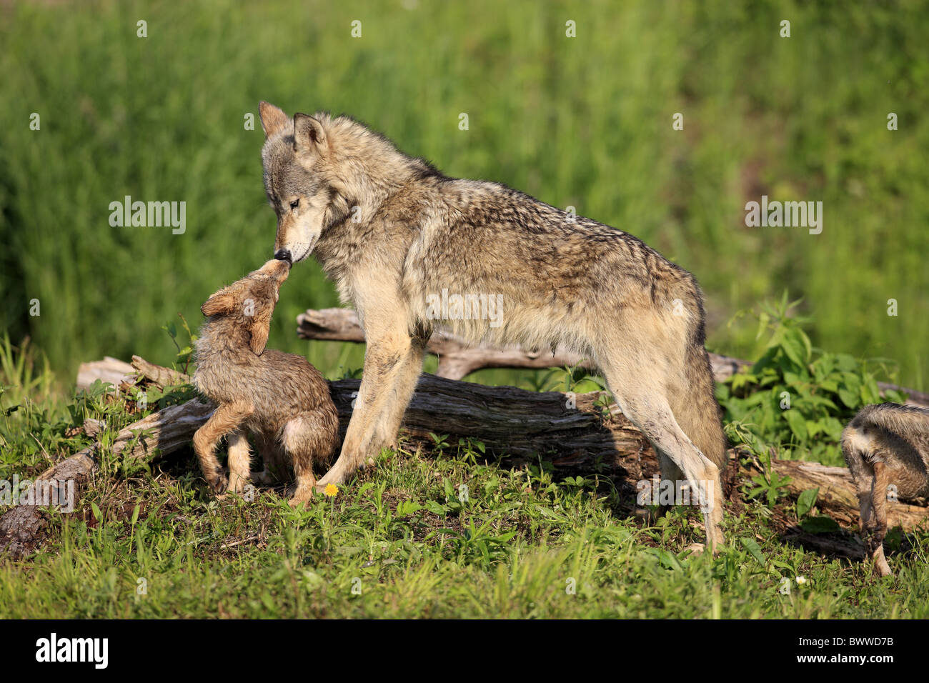 Adult mit Jungtier - adult with young - adult with baby Jungtier ...