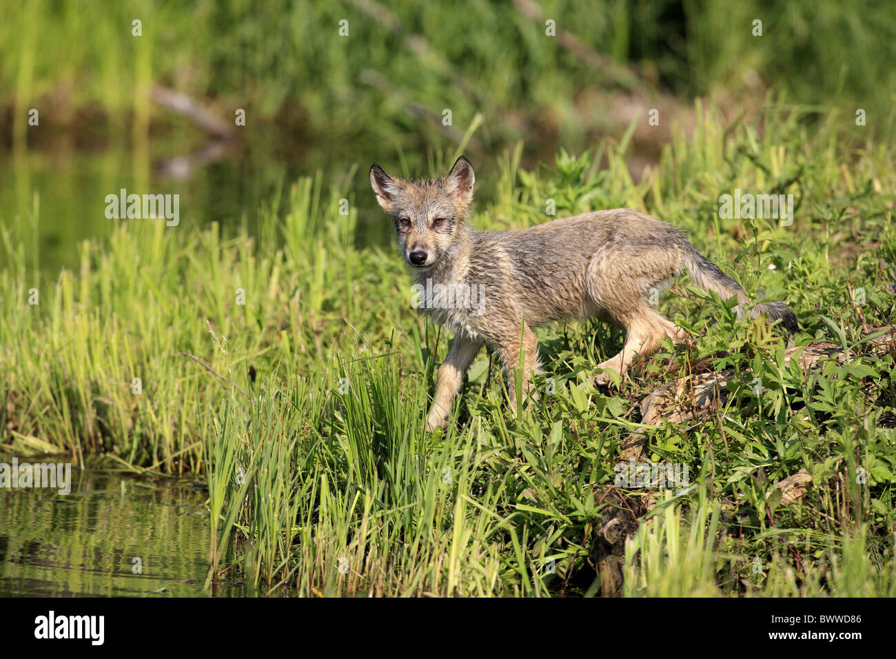 am Wasser - at water Jungtier - young wolf wolves canid canidae dog ...