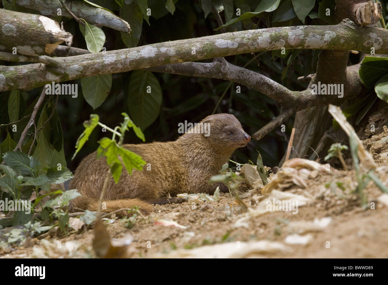 Indian brown mongoose hi-res stock photography and images - Alamy