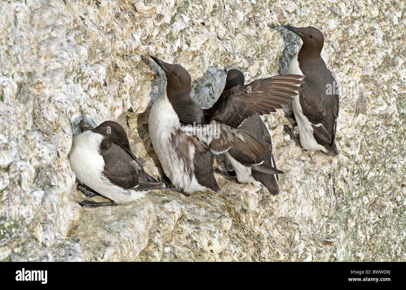 Common Guillemot (Uria aalge) four adults, standing on cliff ledge ...