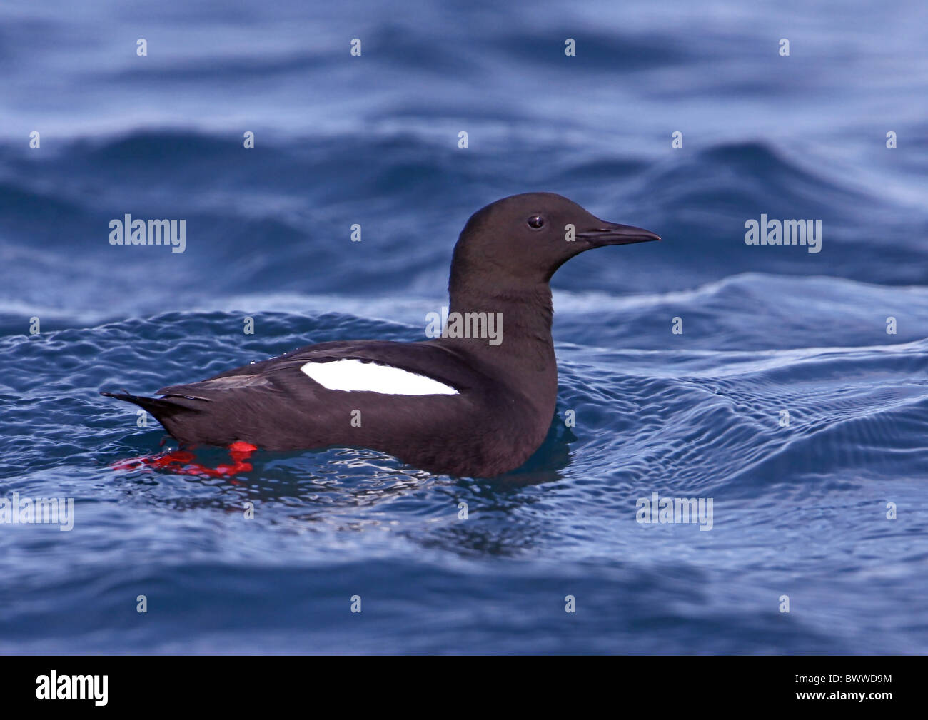 Black Guillemot (Cepphus grylle) adult, summer plumage, swimming at sea ...