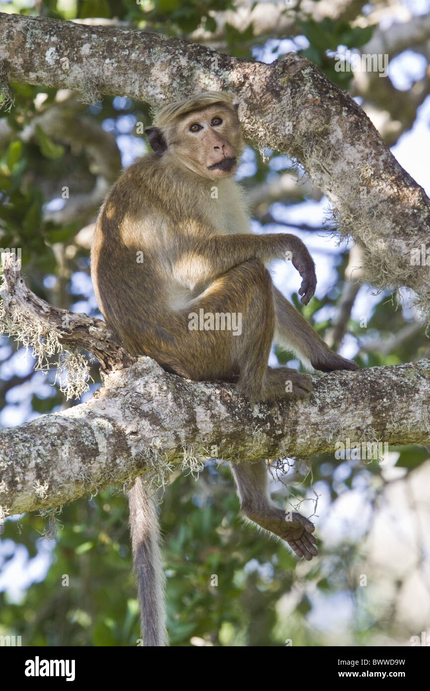 Toque Monkey - Sri Lanka Stock Photo - Alamy