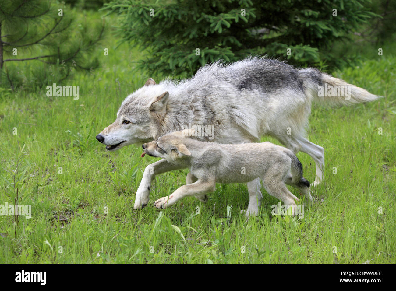 Adult mit Jungtier - adult with young - adult with baby Jungtier ...