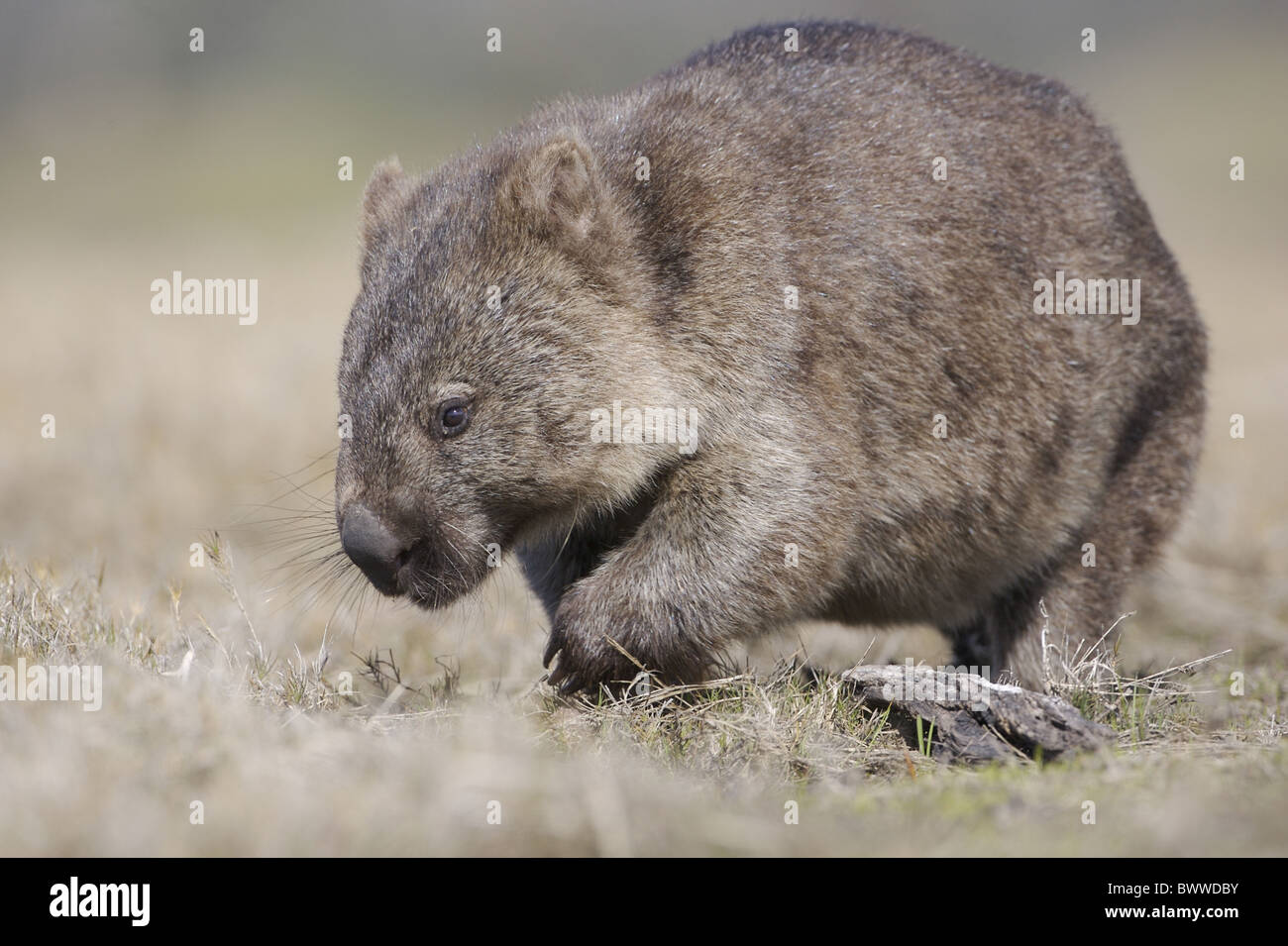 wombat wombats australia australian australasia australasian herbivore ...
